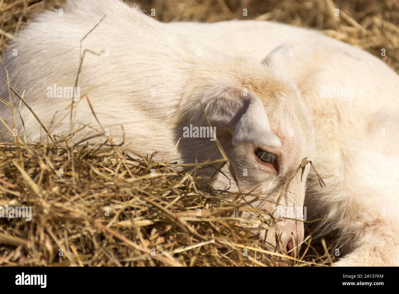 Baby goat on a farm Stock Photo - Alamy