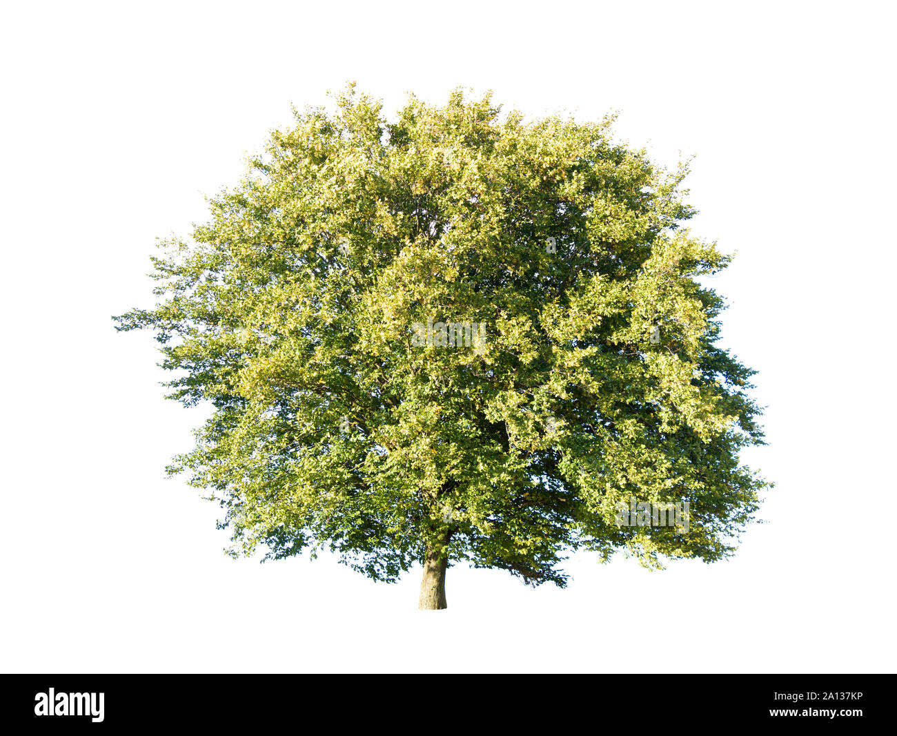 Lone isolated tree on Cut Out Stock Images & Pictures - Alamy