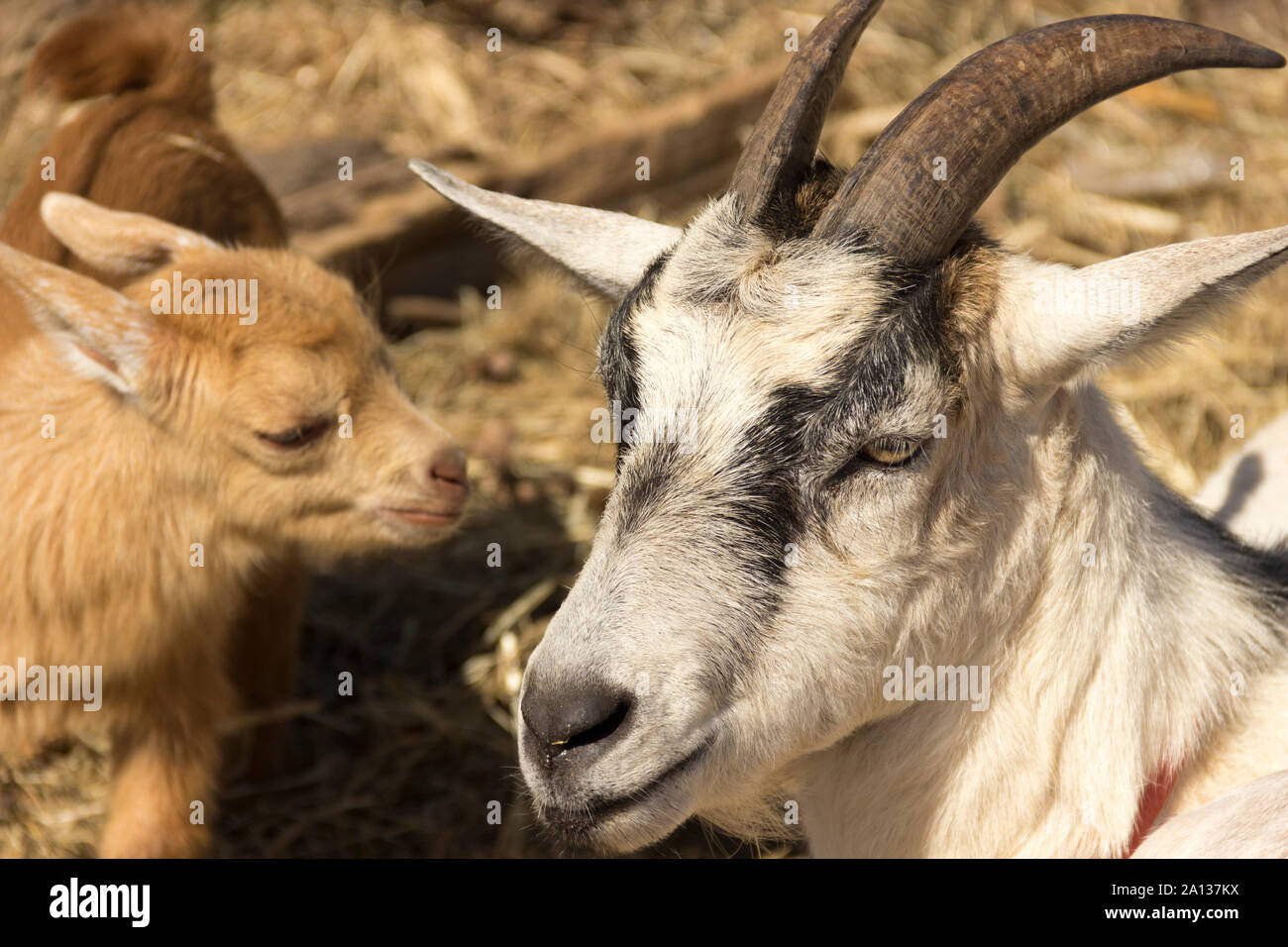 Goats on a farm Stock Photo - Alamy