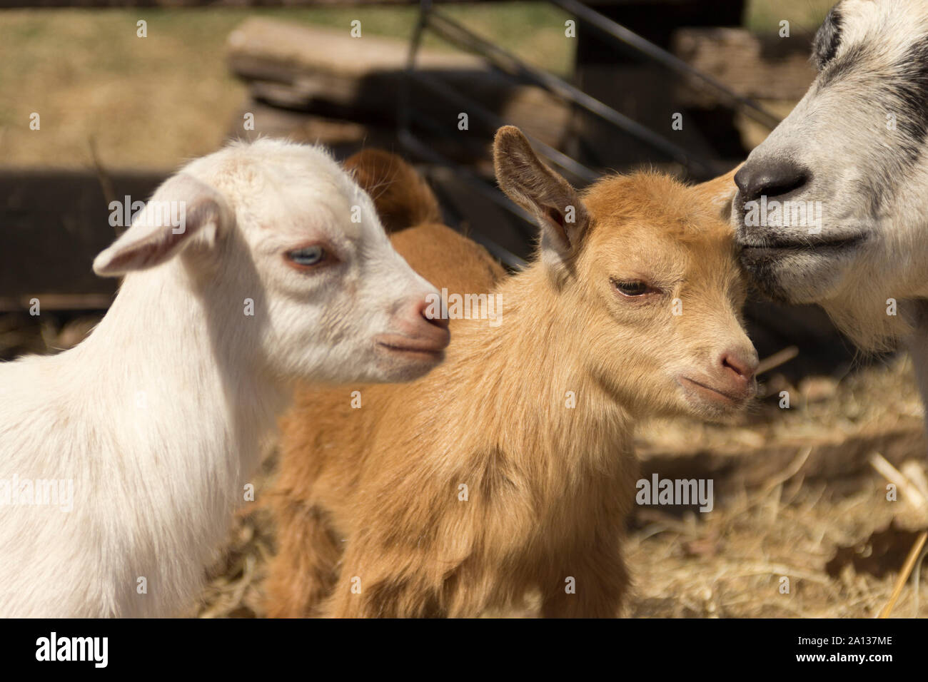 Kids at farm hi-res stock photography and images - Alamy