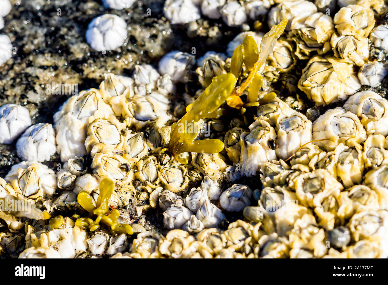 Sea mollusks Semibalanus balanoides on the littoral of the White Sea at ...