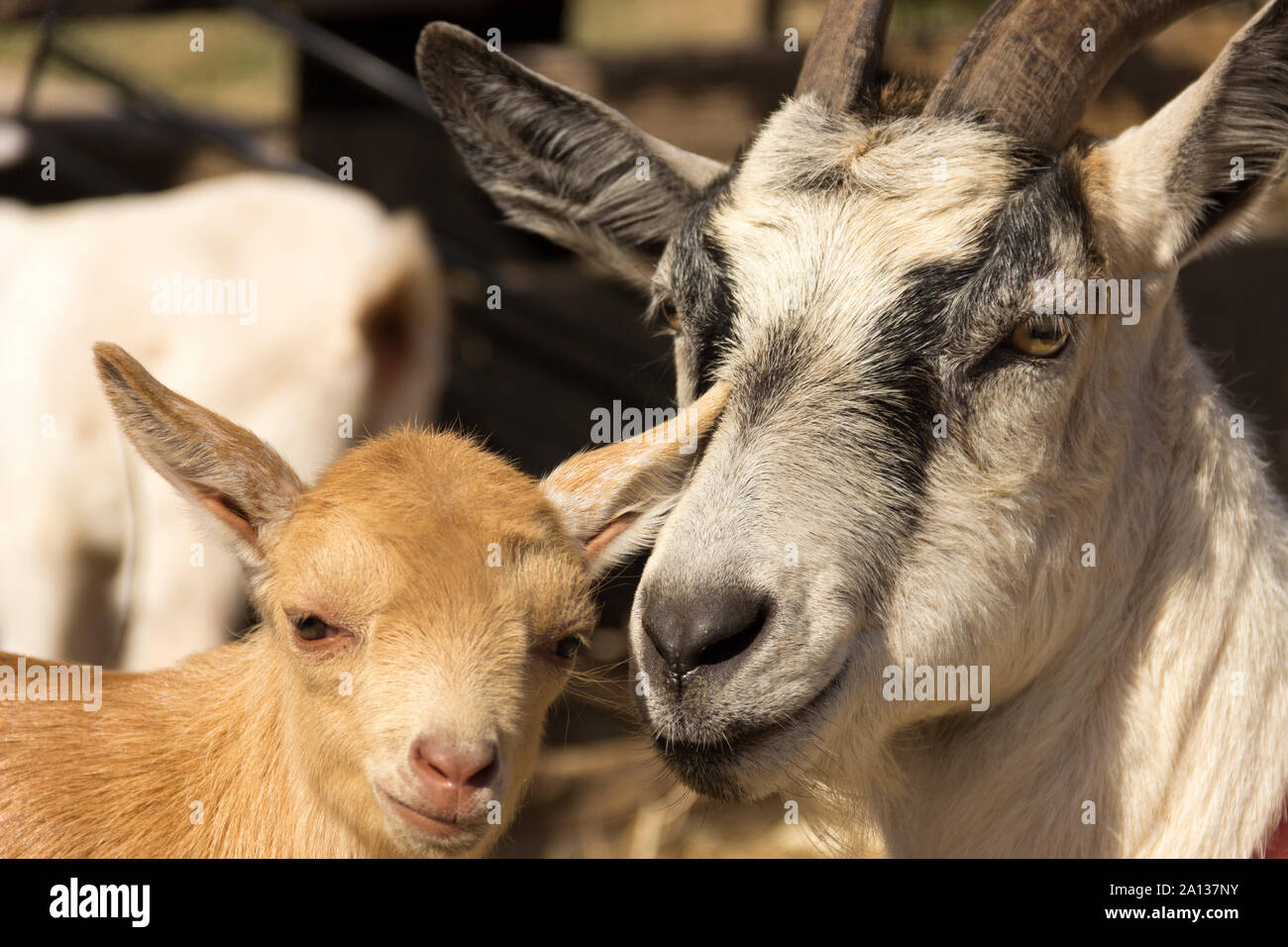 Goats on a farm Stock Photo - Alamy