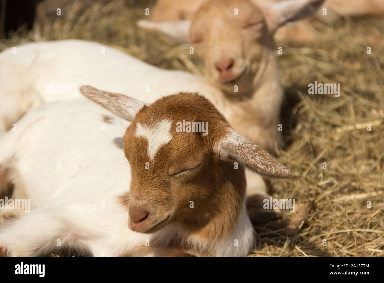 Baby goats on a farm Stock Photo - Alamy