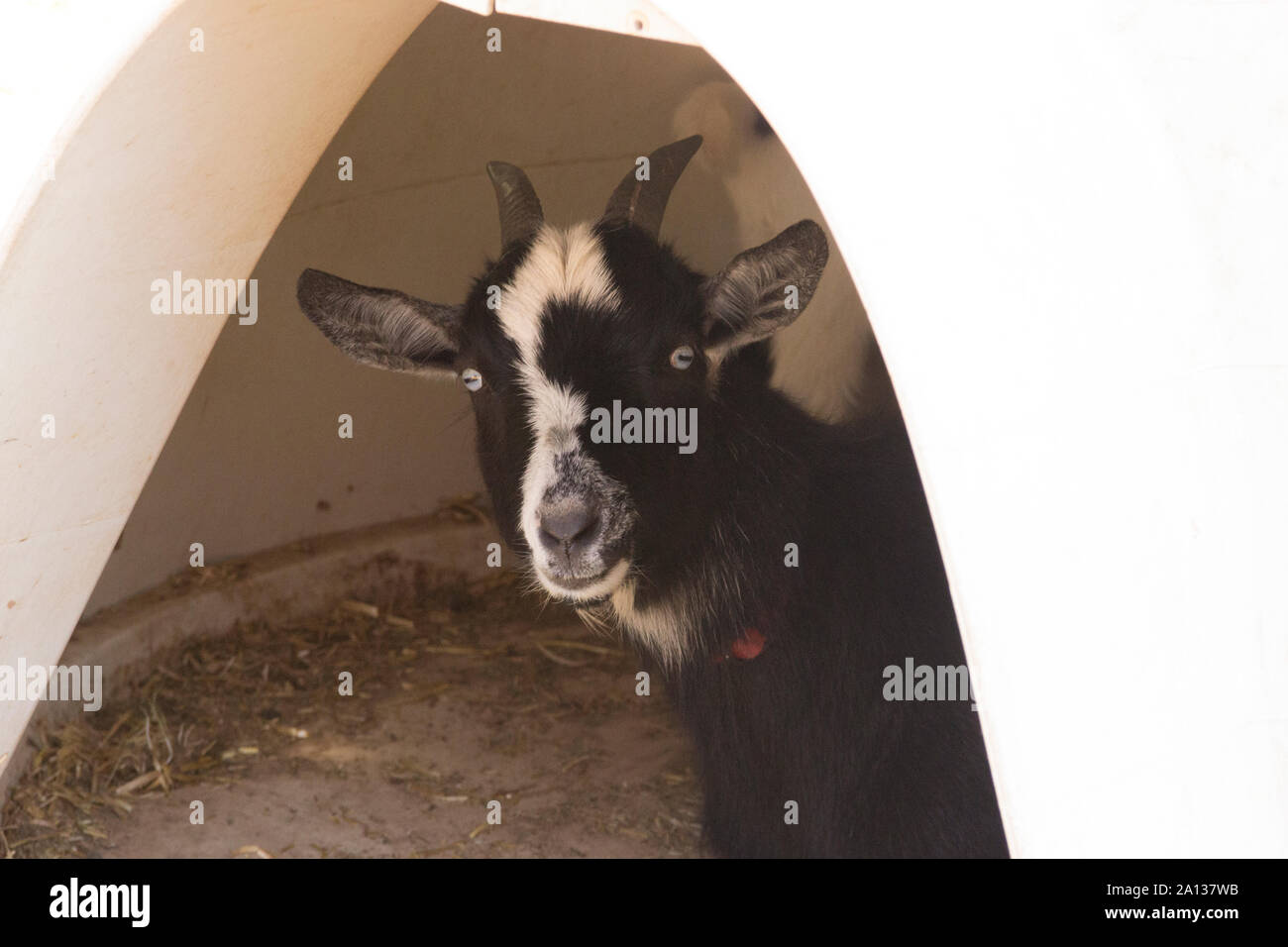 Buck goat hi-res stock photography and images - Alamy