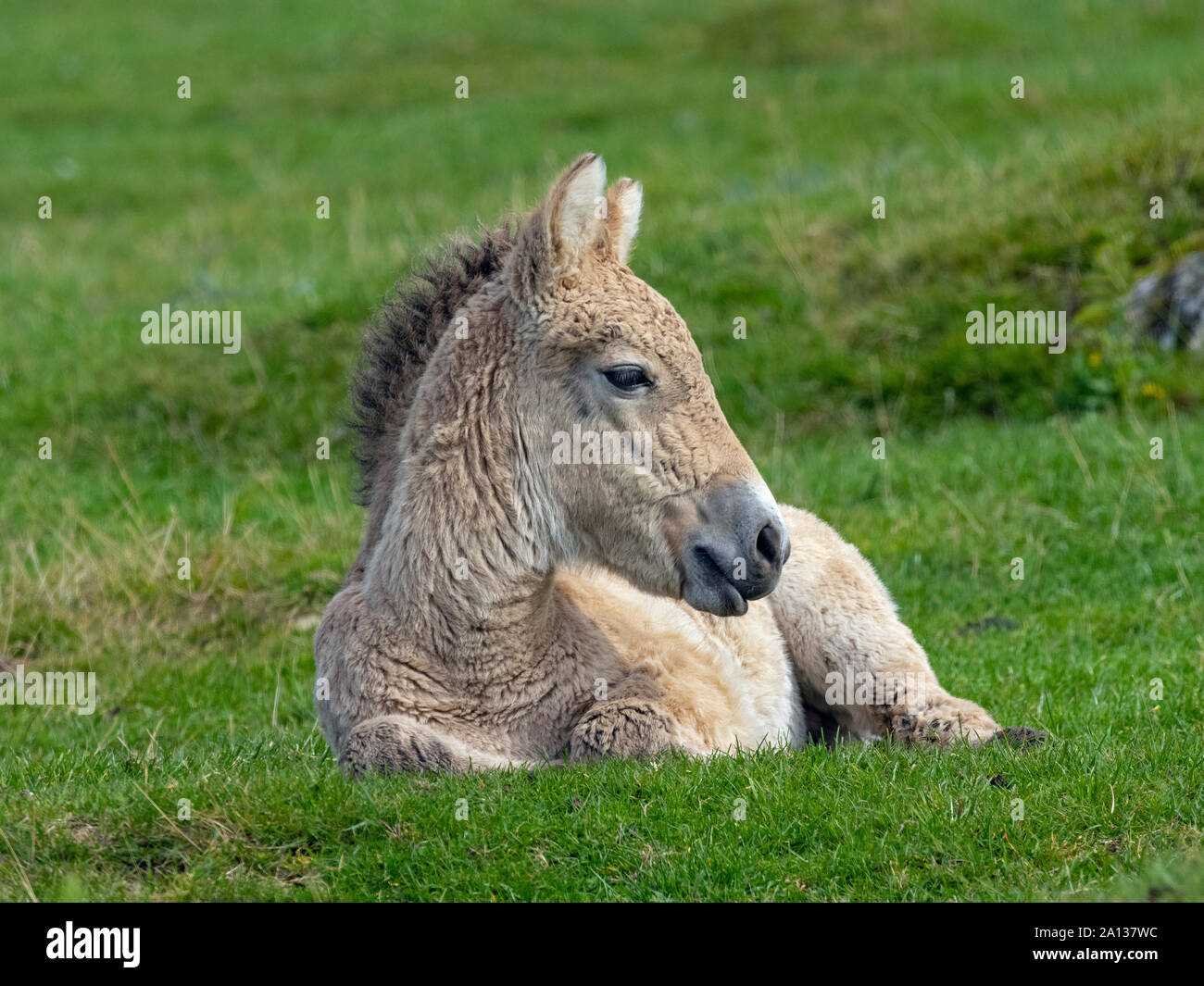 Przewalskis horse equus ferus przewalskii hi-res stock photography and ...