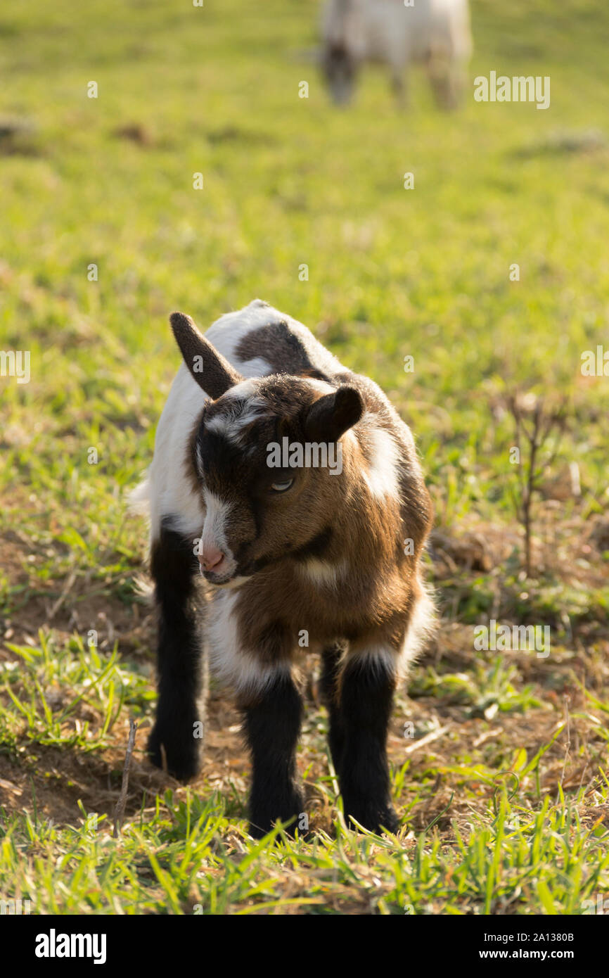 Baby goat on a farm Stock Photo - Alamy