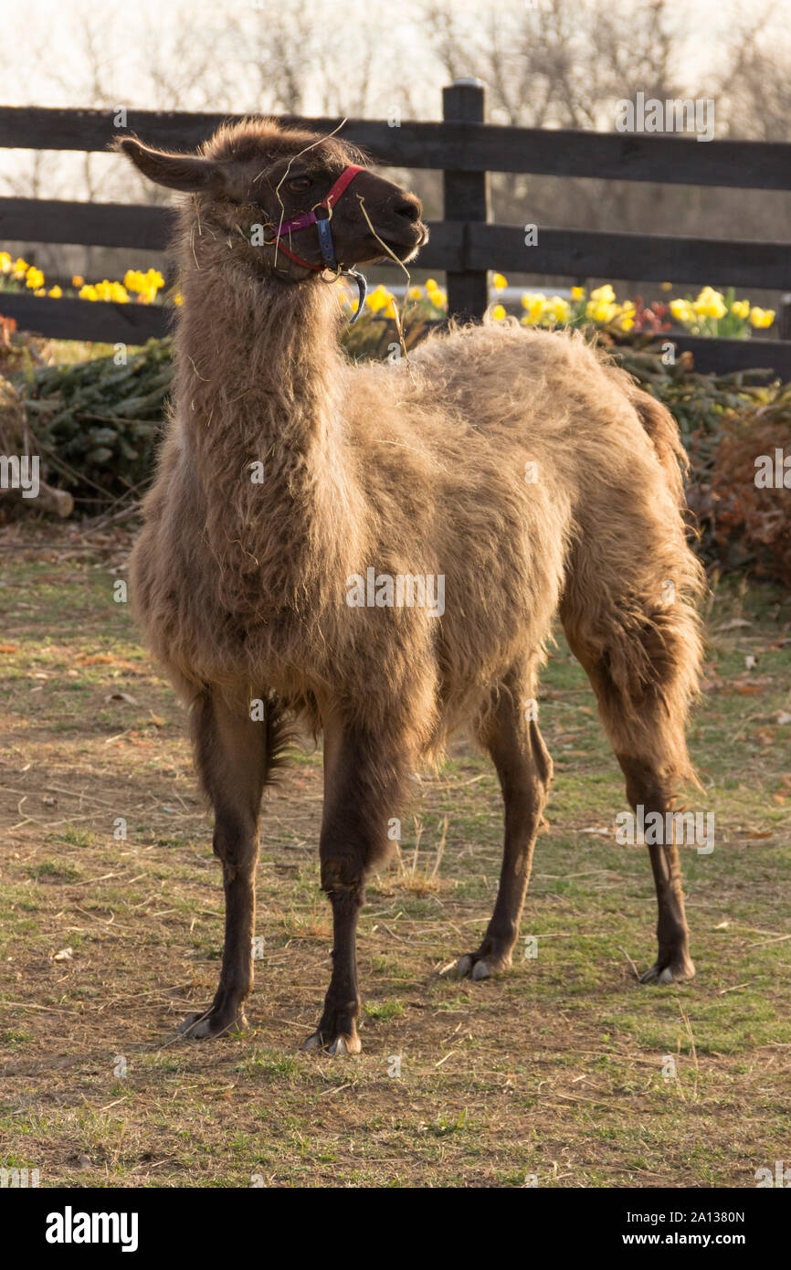 Llama standing hi-res stock photography and images - Alamy