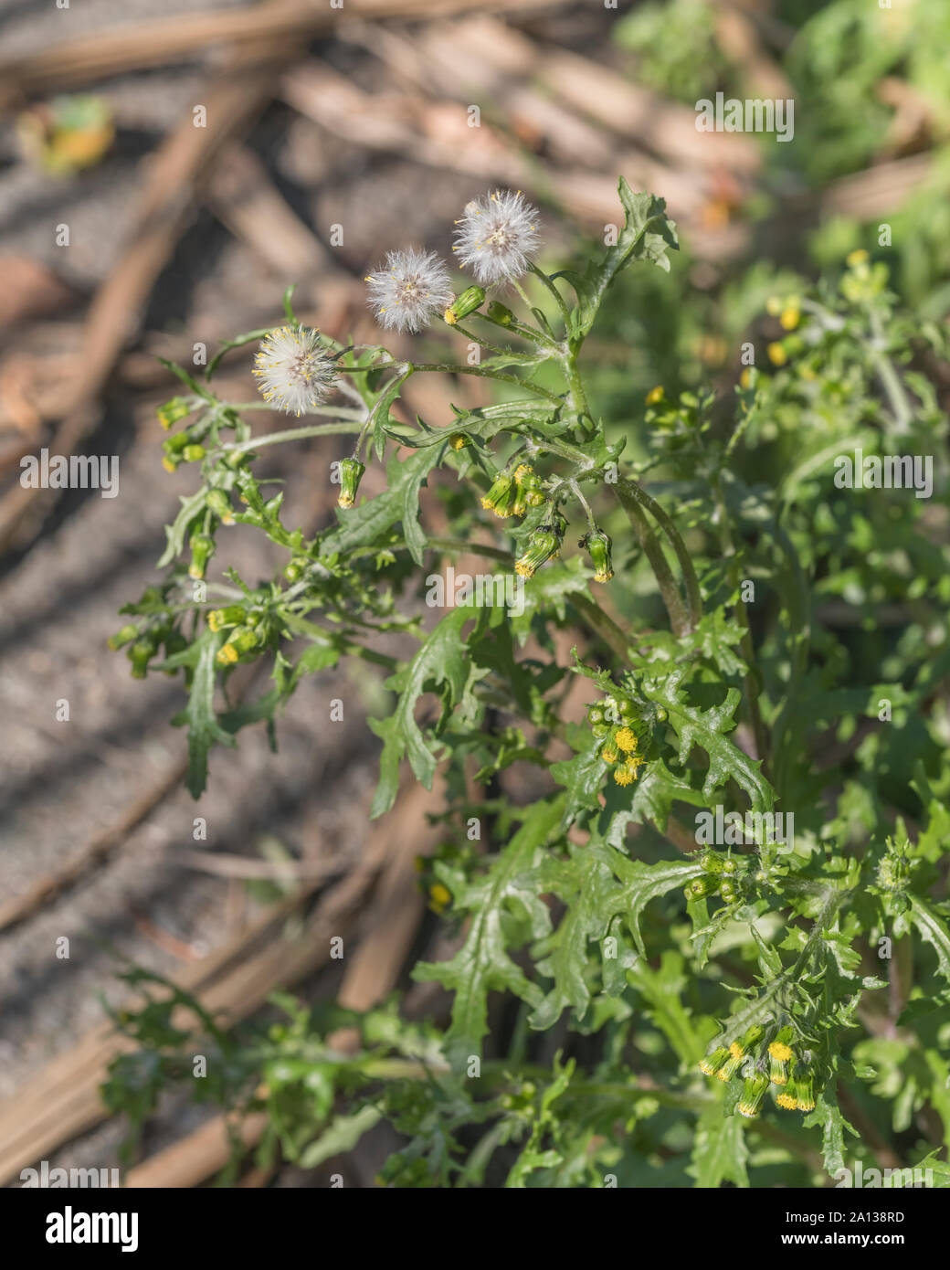 Common groundsel senecio vulgaris hi-res stock photography and images ...