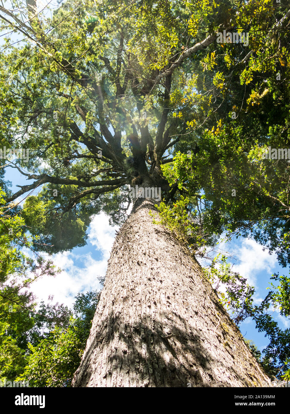 Nature walk in the Huilo Huilo Biological Reserve. It is a temperate ...