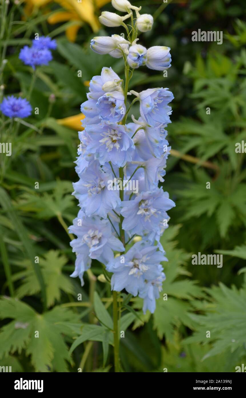 Summer in Massachusetts: Closeup of Light Blue Delphinium 'Larkspur ...