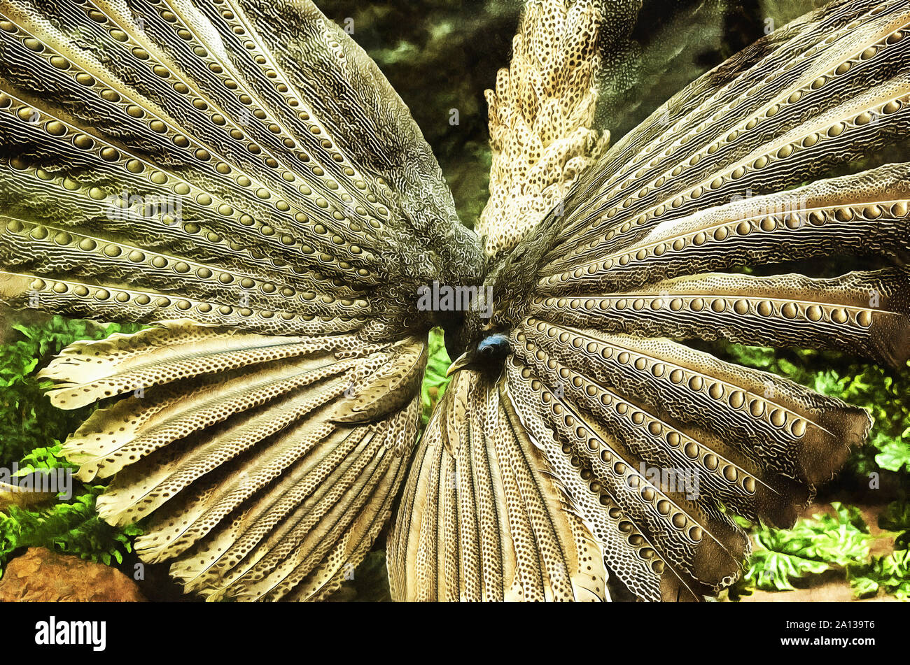 Illustrations Argus, Pheasant, Argus, Argusianus argus, Bird, Family ...