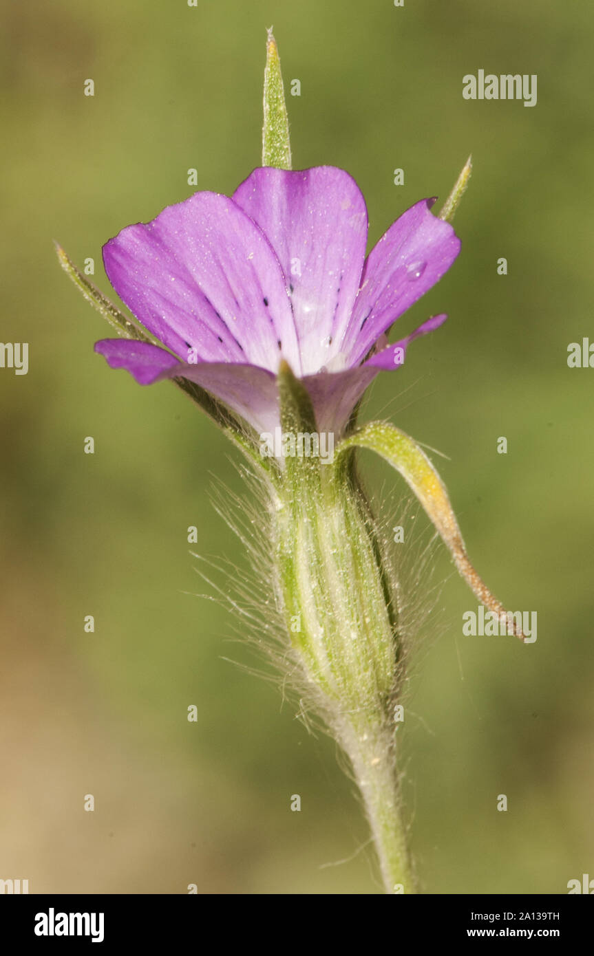 Purple Corn Cockle Agrostemma Githago High Resolution Stock Photography ...