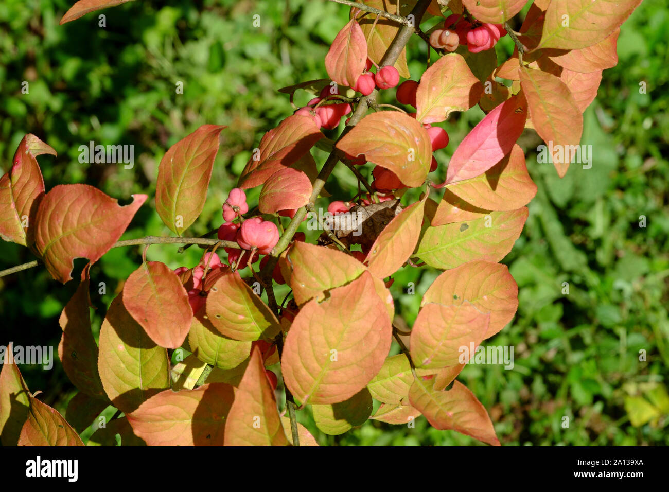 pink heart shaped fruit growing on a spindle tree euonymus europaeus ...