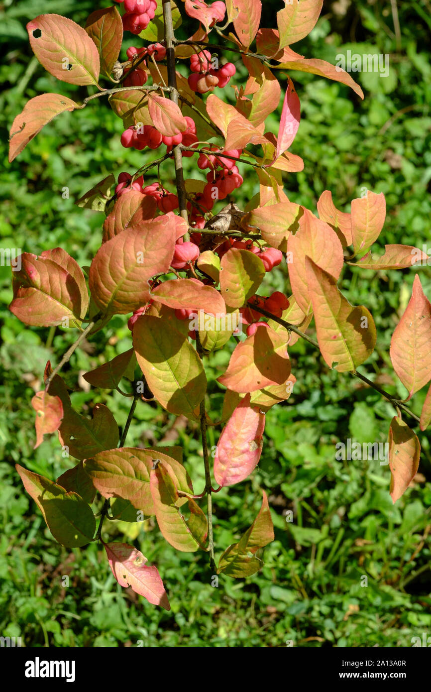 Heart shaped garden hi-res stock photography and images - Alamy