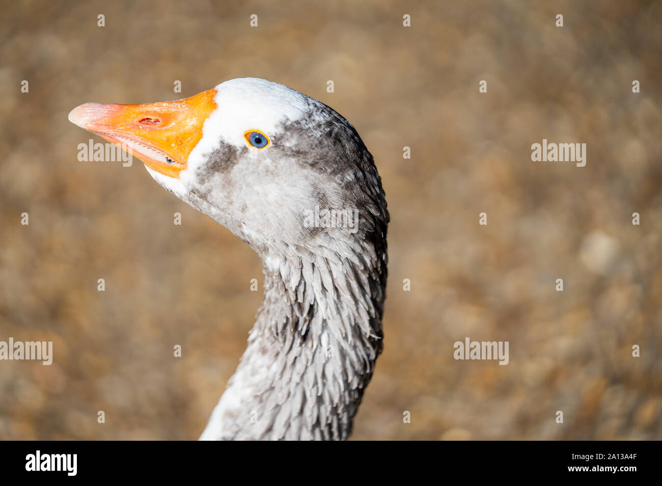 Close up of the head of a domestic geese, domesticated grey geese that ...