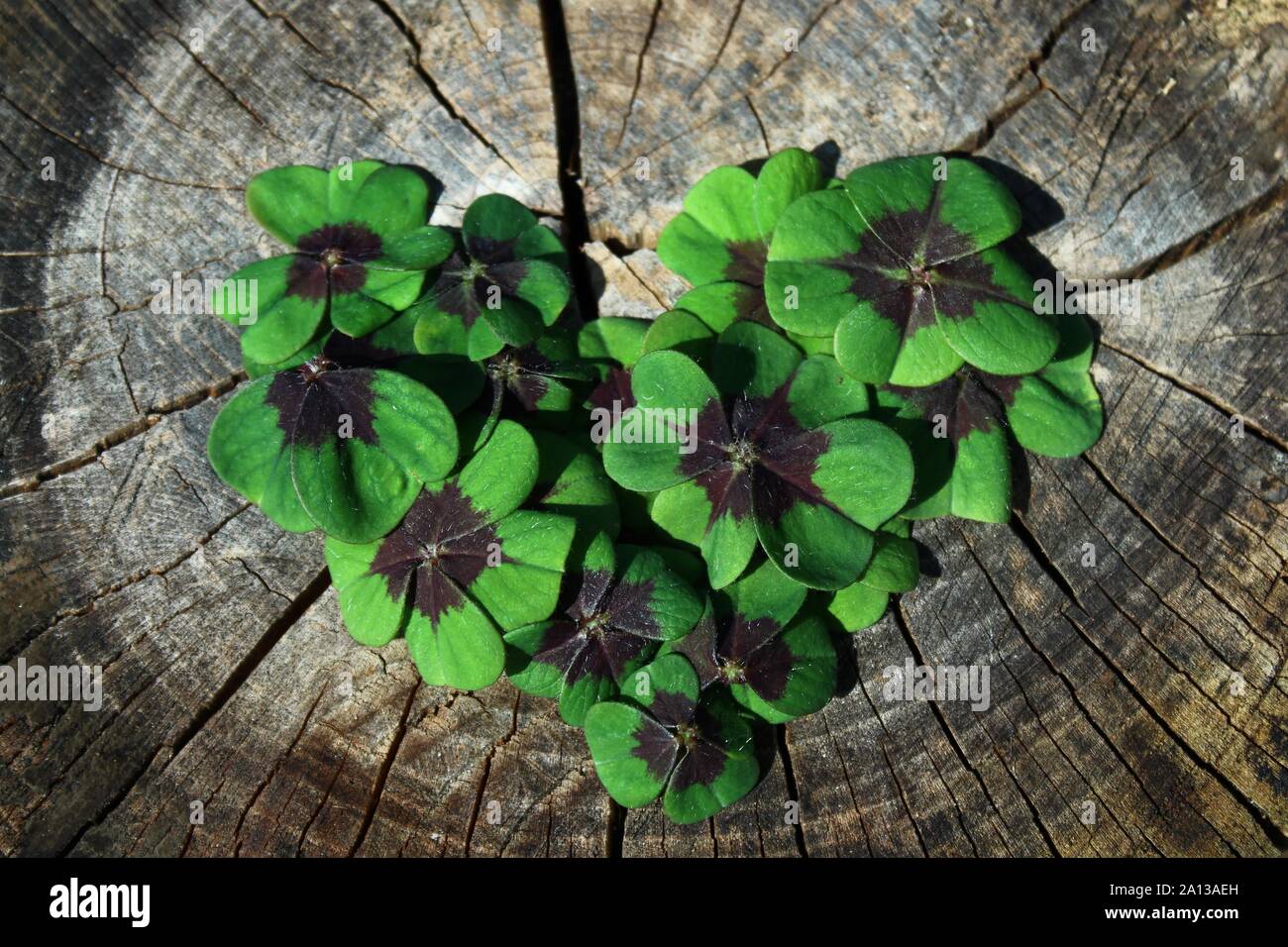 Wooden underground hi-res stock photography and images - Alamy
