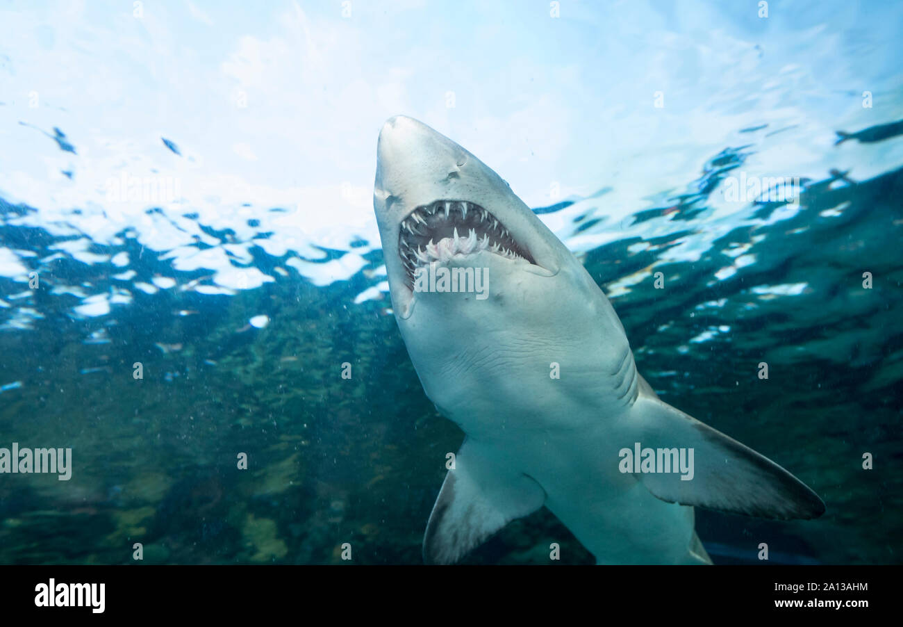 Underwater view of sand tiger shark, carcharias taurus, seen from below ...