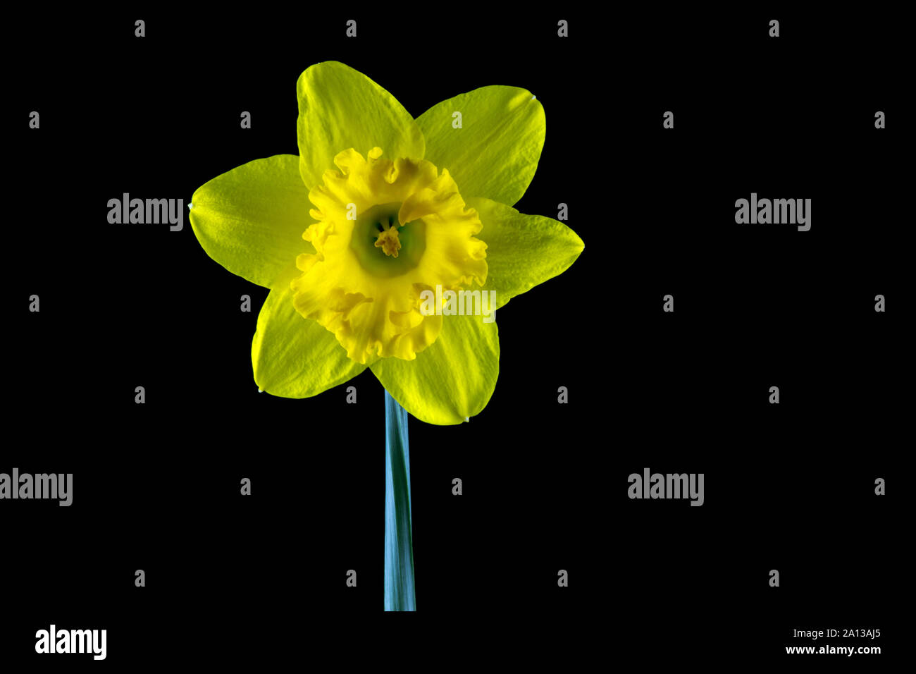 Single daffodil flower isolated against a black background Stock Photo ...