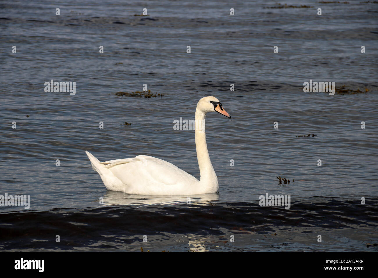 Swan in a coastal river estuary in Scotland Stock Photo - Alamy