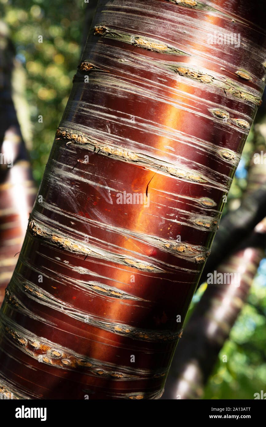 Birch Bark High Resolution Stock Photography and Images - Alamy