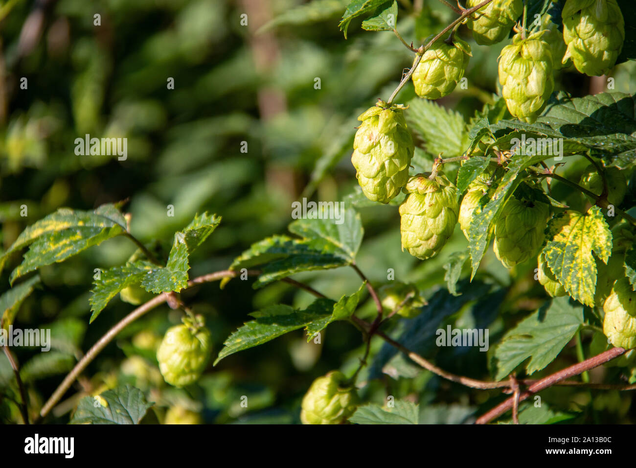 Bine plant hi-res stock photography and images - Alamy