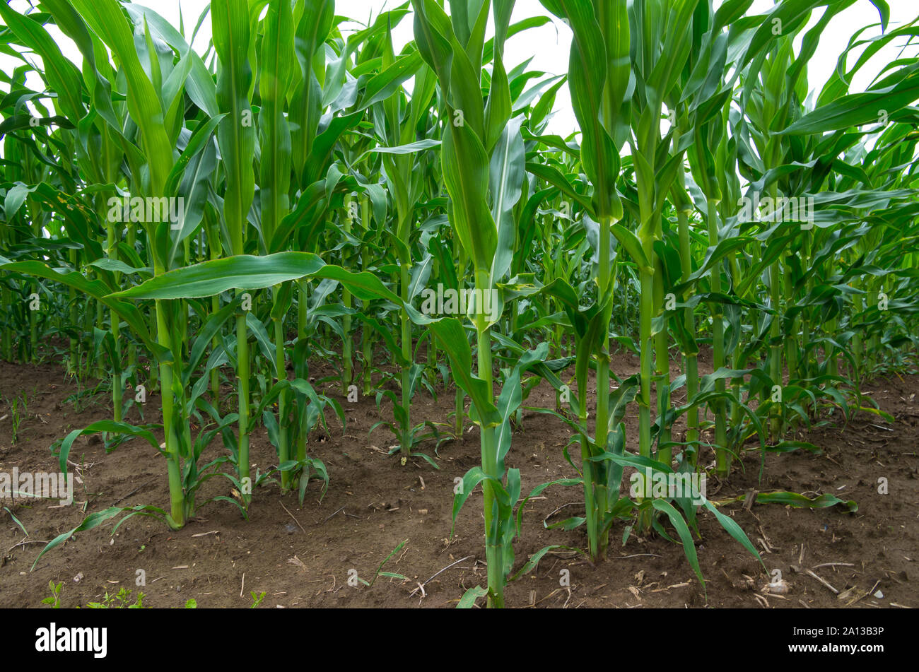 Agriculture maize field plant hi-res stock photography and images - Alamy