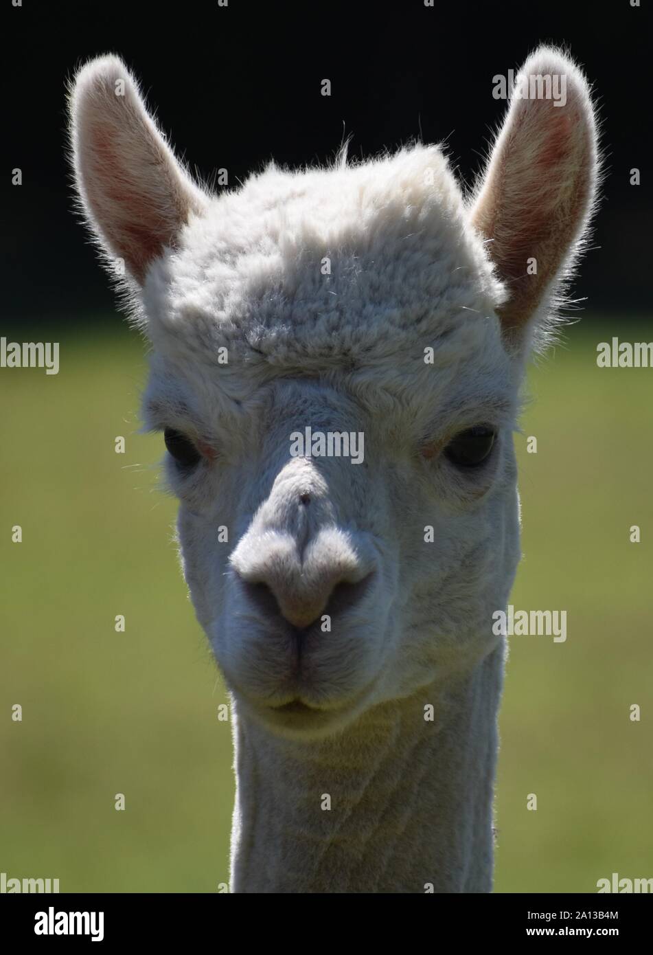 Happy llamas hi-res stock photography and images - Alamy