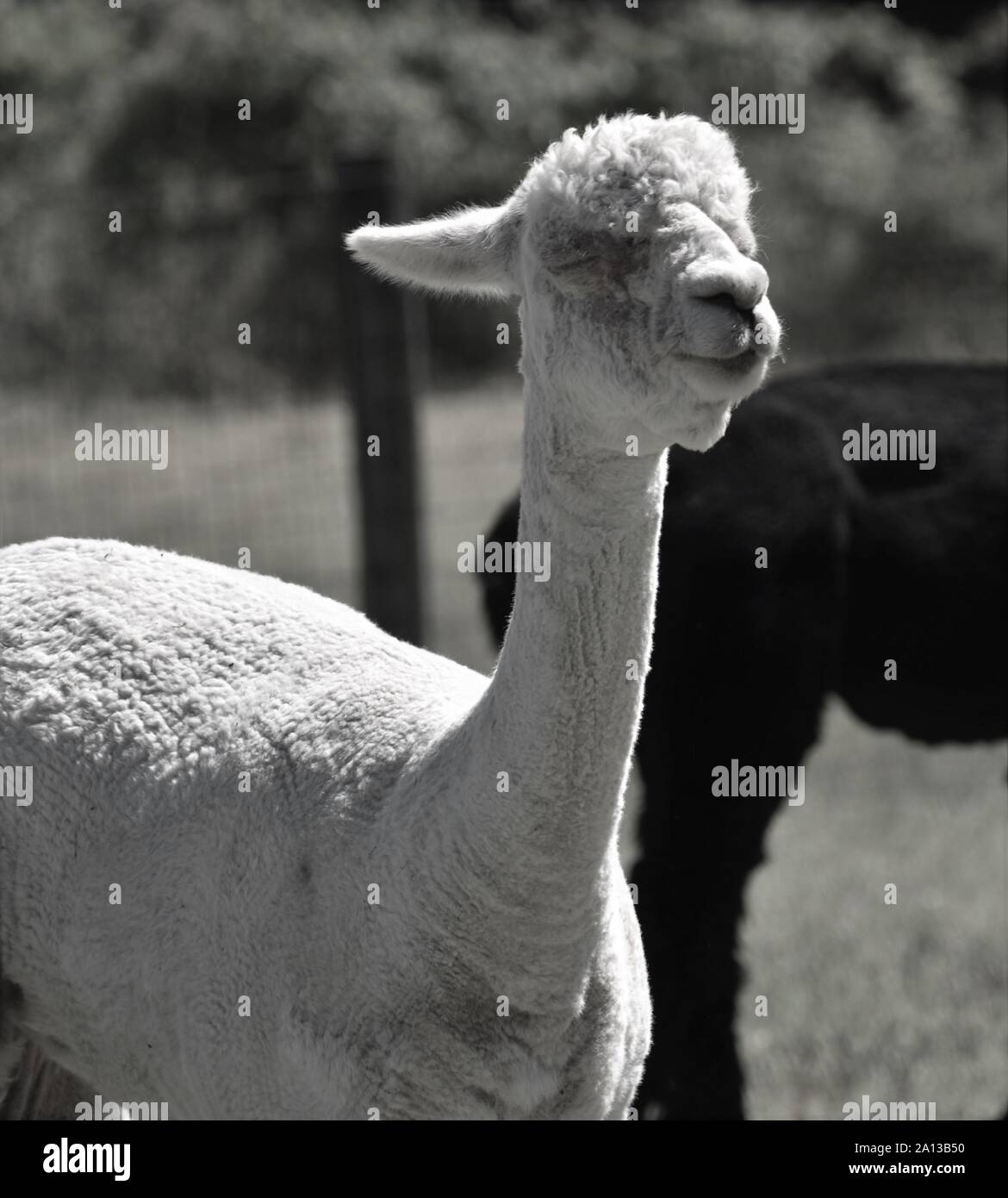 Happy llamas hi-res stock photography and images - Alamy