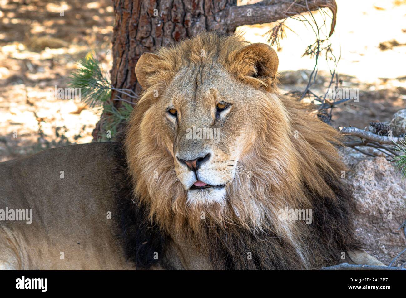 Project Of The Princess Alia Foundation And Four Paws The Hashemite ...