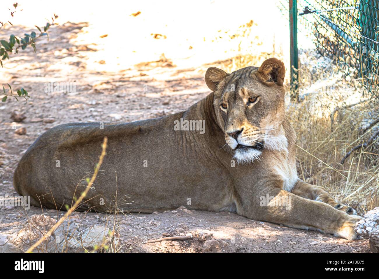 Project Of The Princess Alia Foundation And Four Paws The Hashemite ...
