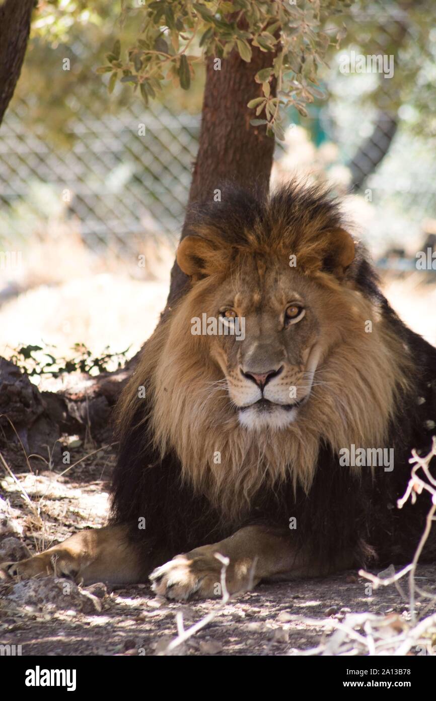 Project Of The Princess Alia Foundation And Four Paws The Hashemite ...