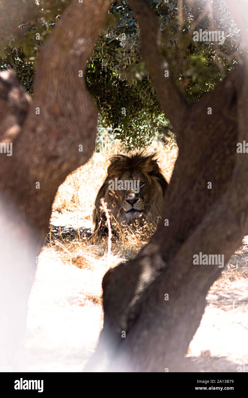 Project Of The Princess Alia Foundation And Four Paws The Hashemite ...