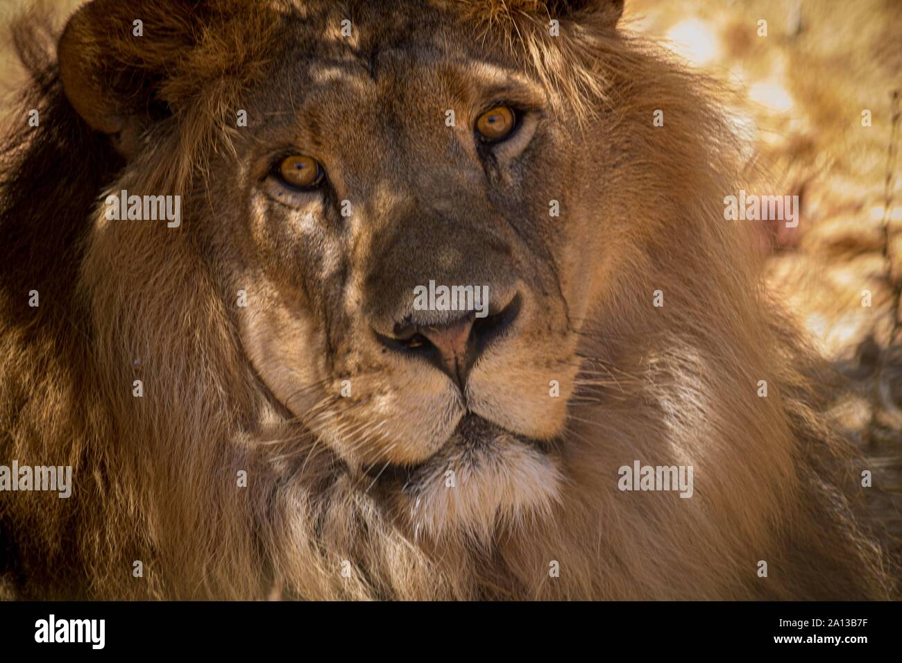 Project Of The Princess Alia Foundation And Four Paws The Hashemite ...