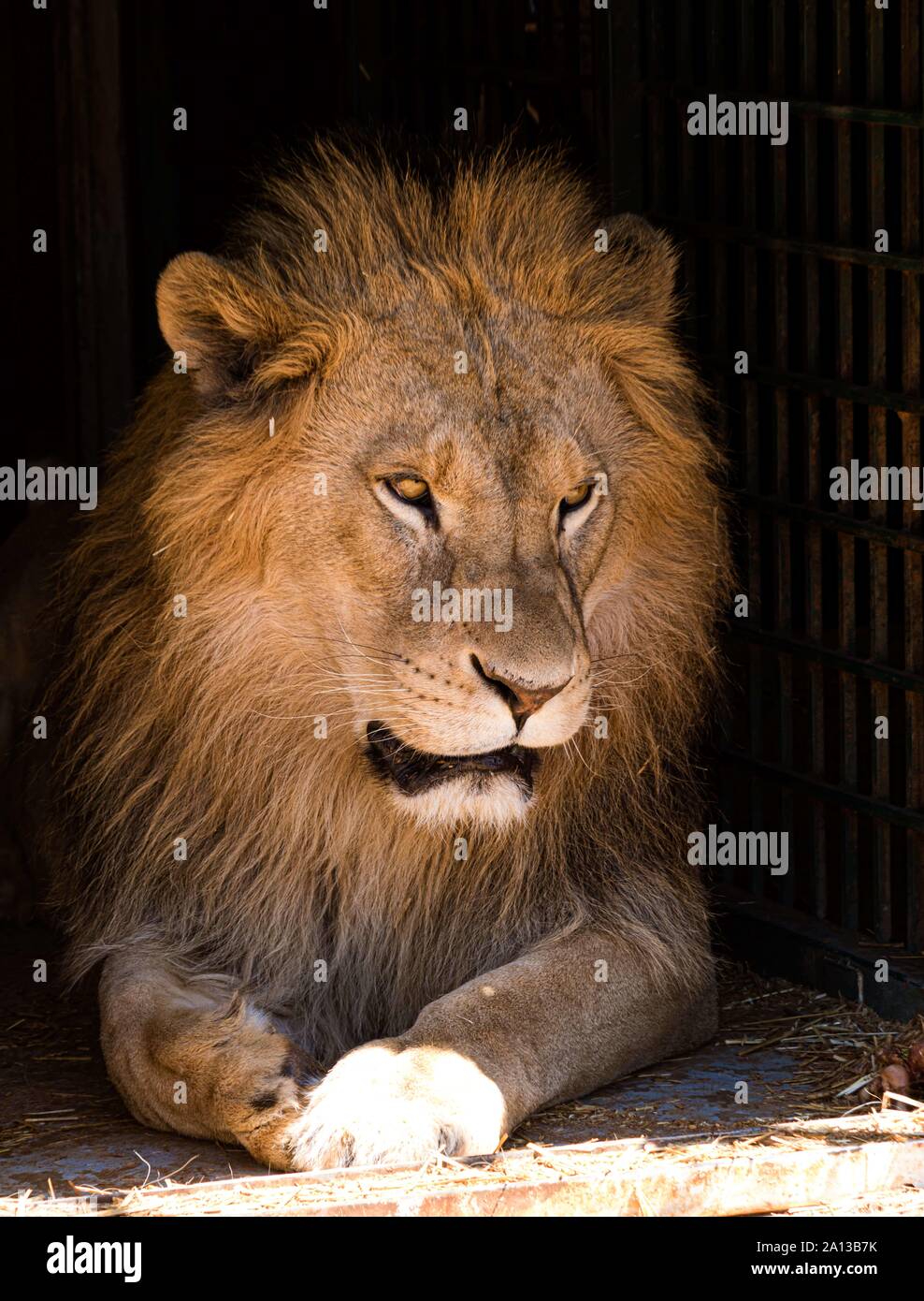 Project Of The Princess Alia Foundation And Four Paws The Hashemite ...