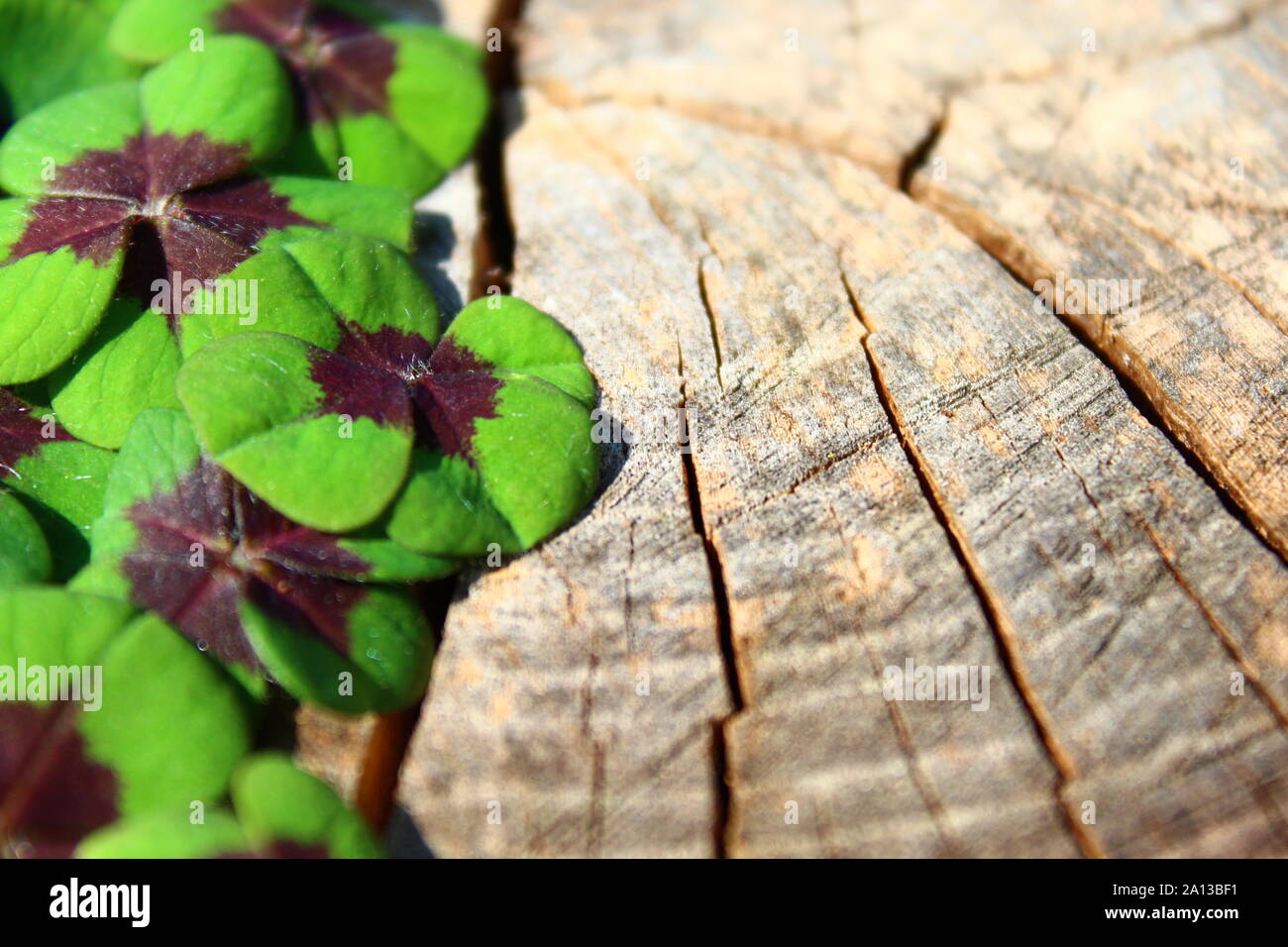 The picture shows lucky clover border on a wooden background Stock ...