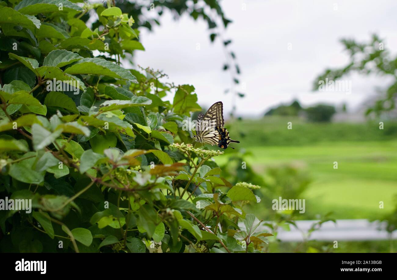 Shallowtail High Resolution Stock Photography and Images - Alamy