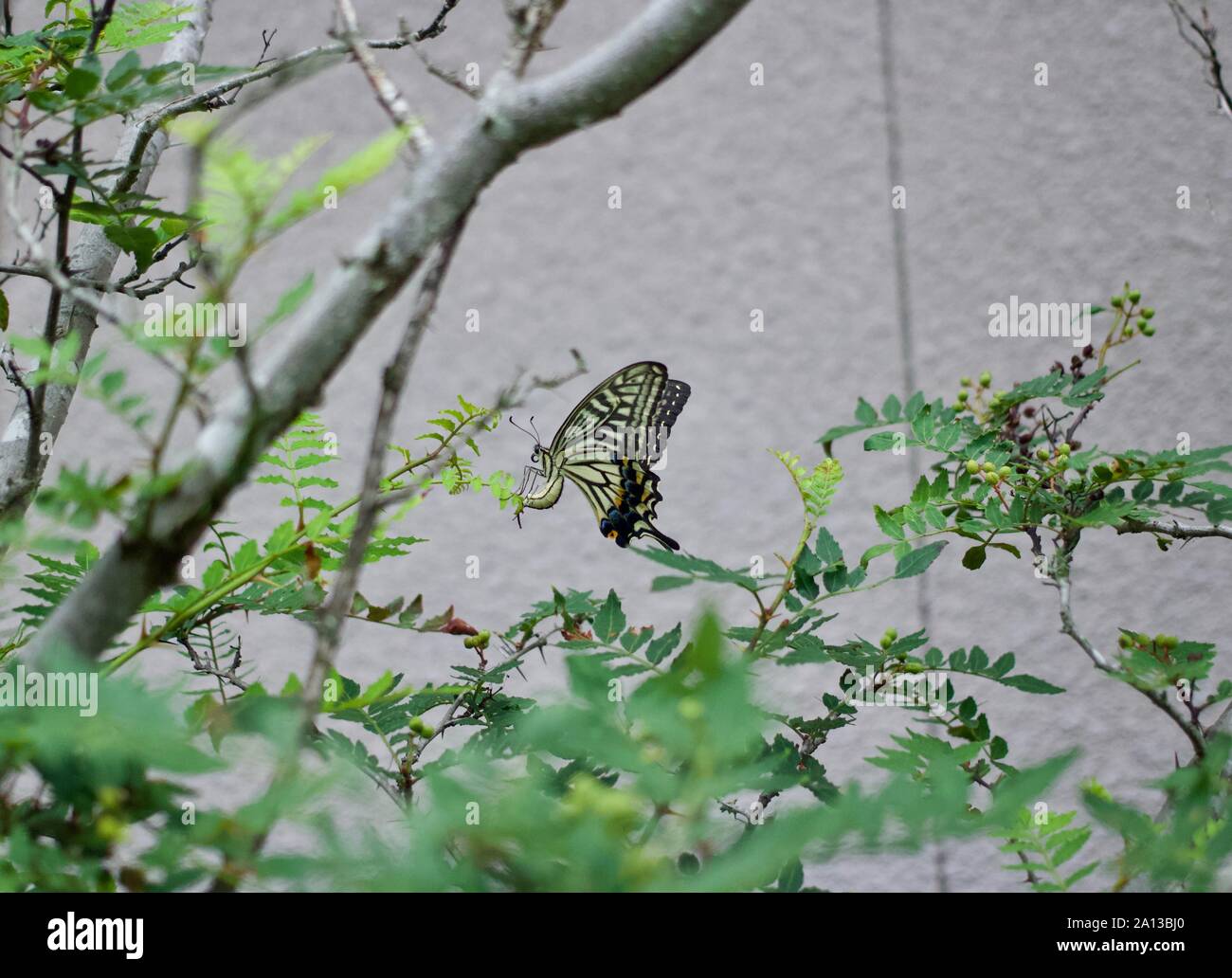 Shallowtail High Resolution Stock Photography and Images - Alamy