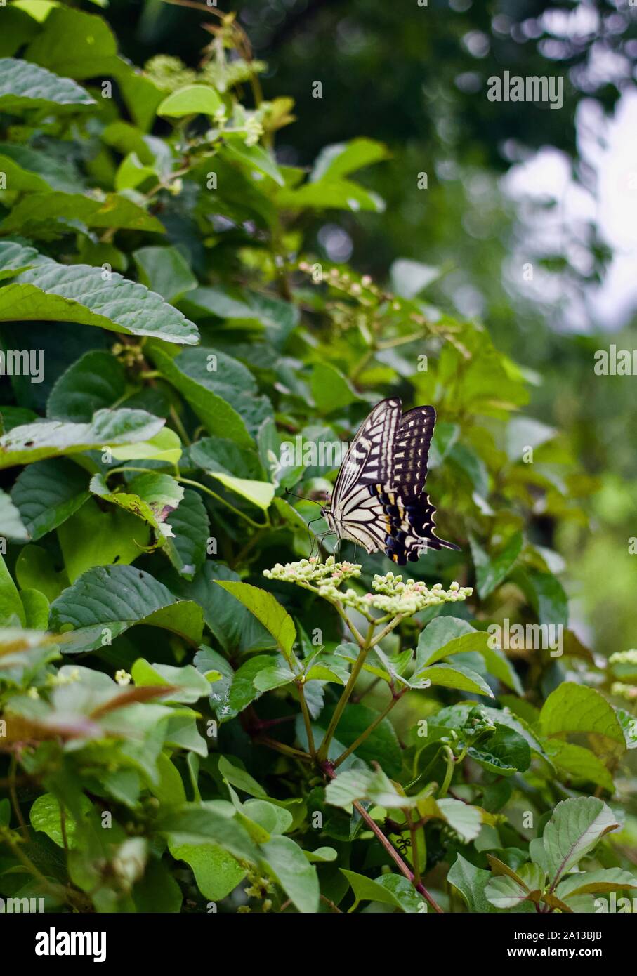 Shallowtail hi-res stock photography and images - Alamy