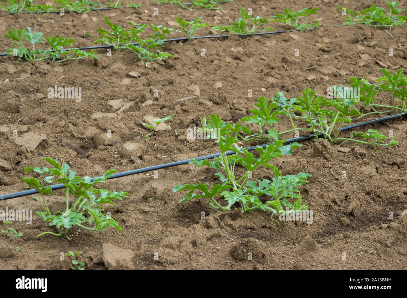 Drip irrigation hi-res stock photography and images - Alamy