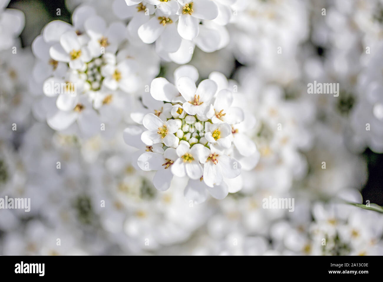 Small cluster of blossoms hi-res stock photography and images - Alamy