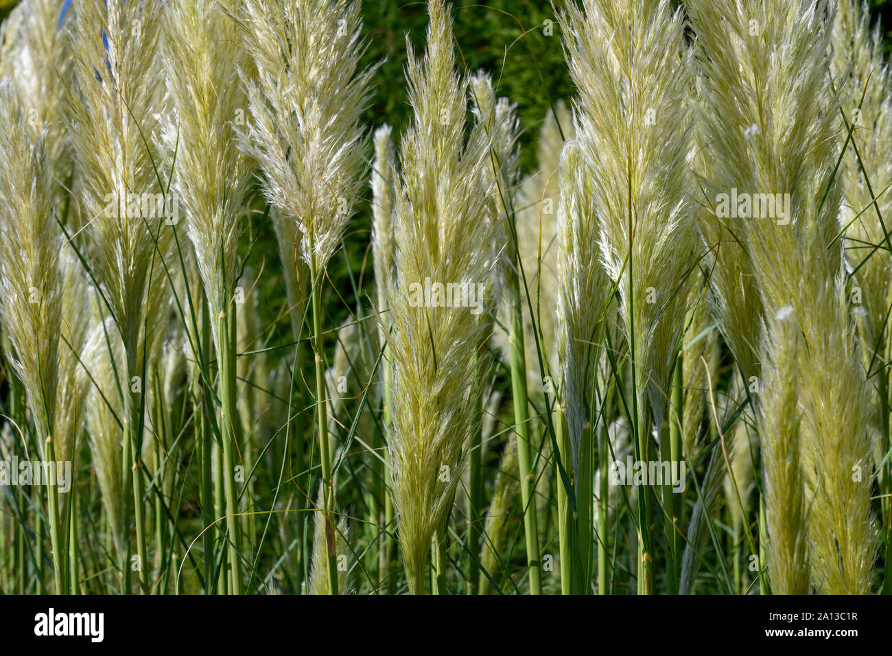 Pampas grass - Cortaderia selloana Stock Photo - Alamy