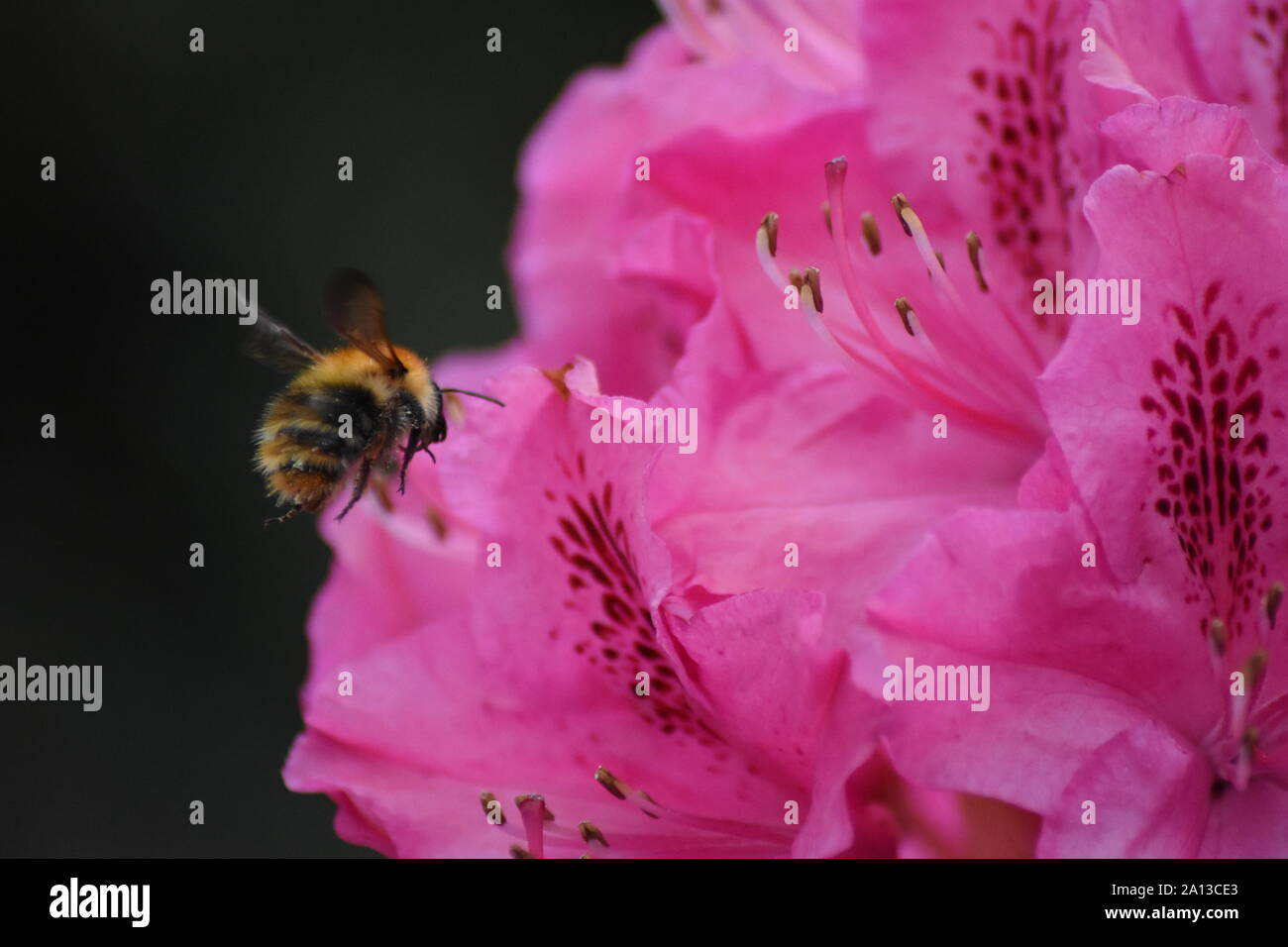busy bee work Stock Photo - Alamy