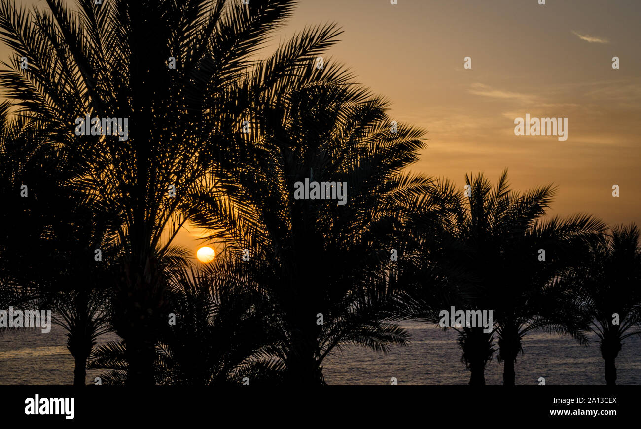 evening landscape sunset sun over the sea among palm trees in Egypt ...
