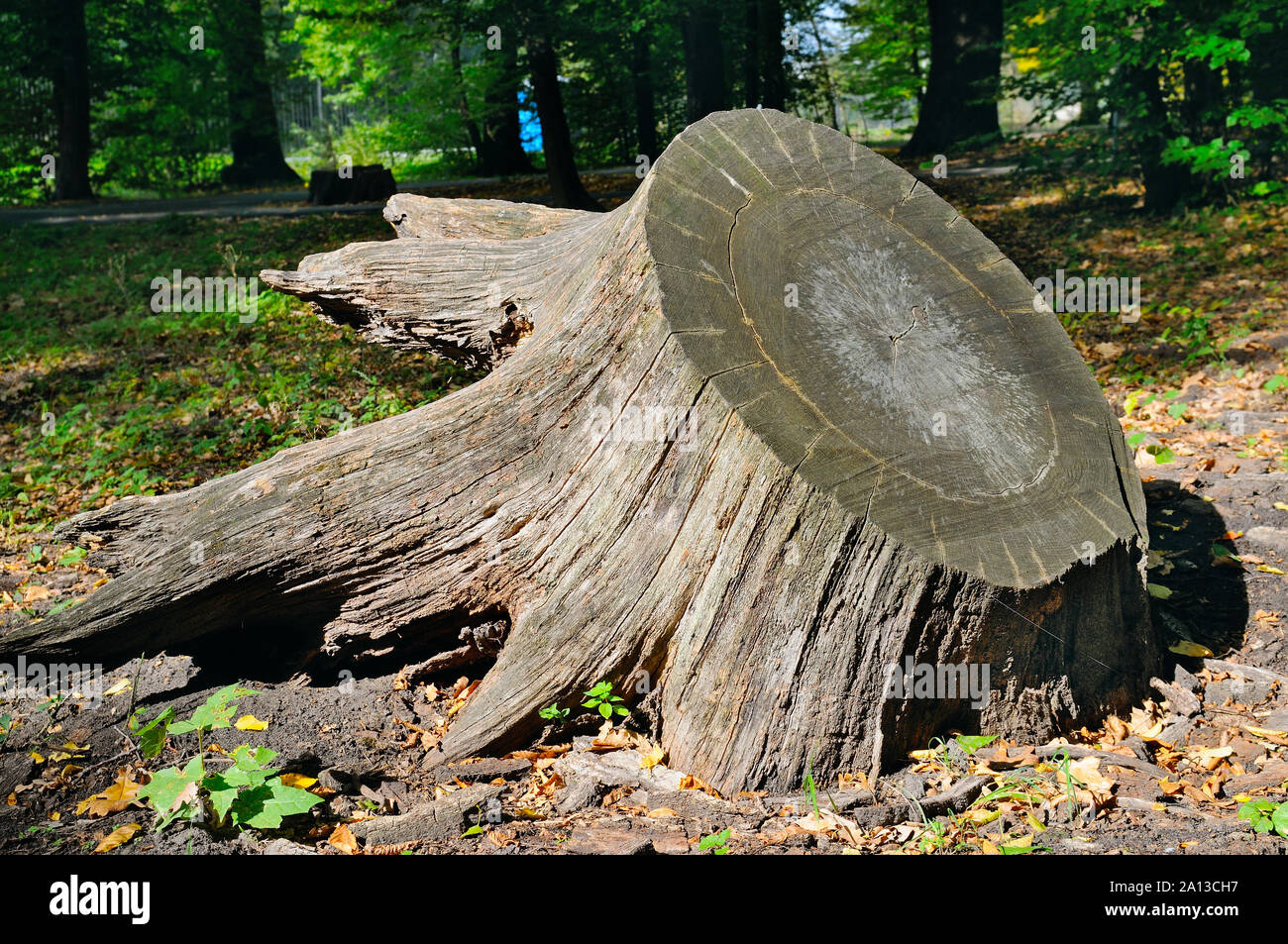 Old stump of tree in the field hi-res stock photography and images - Alamy