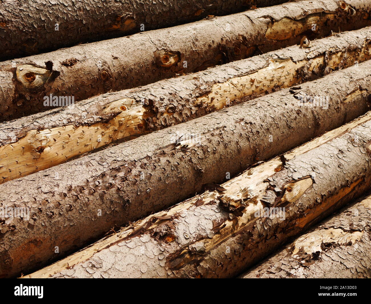 Close up of large round stacked timber logs Stock Photo - Alamy