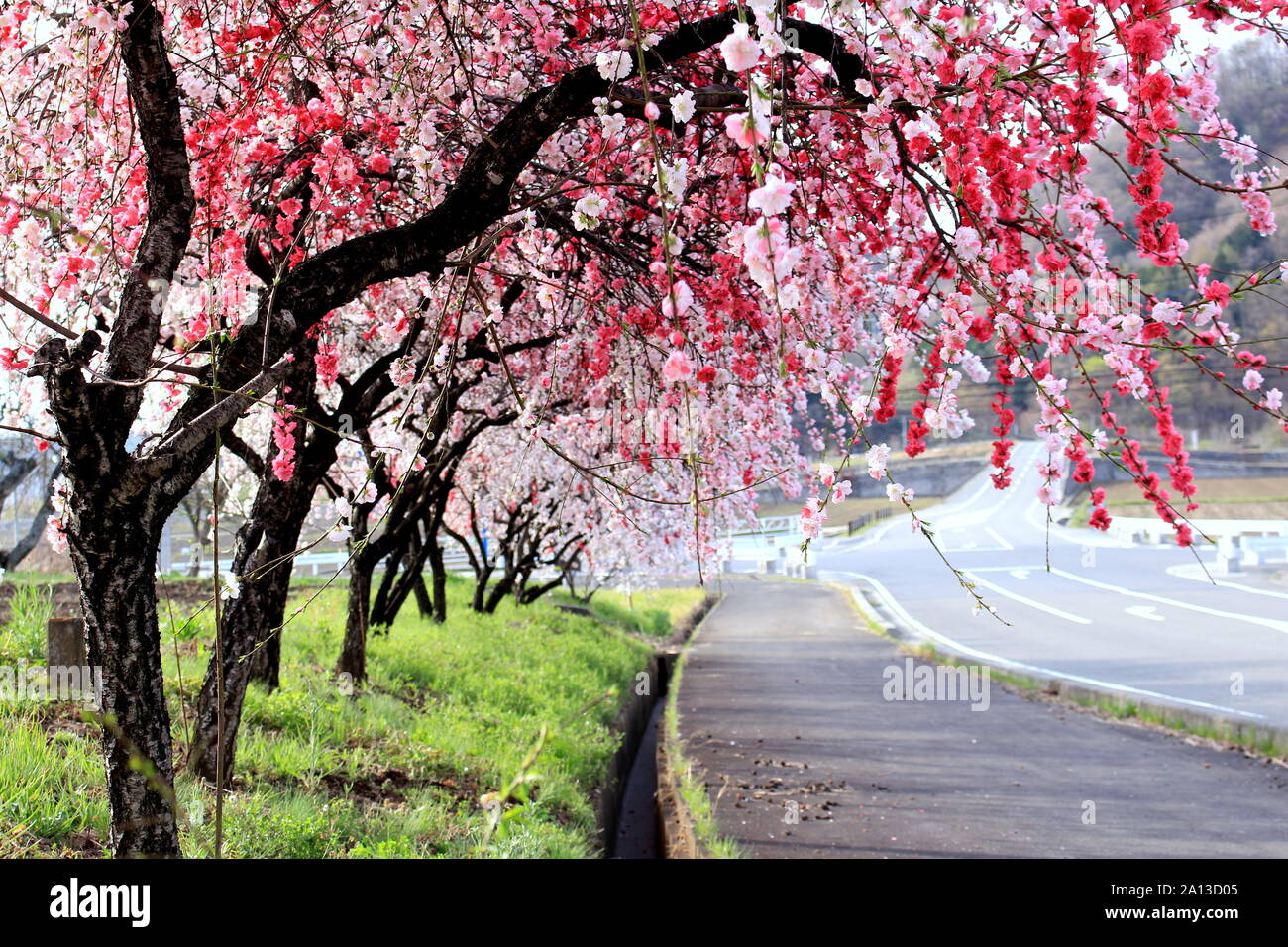 Spring in Japan Stock Photo - Alamy