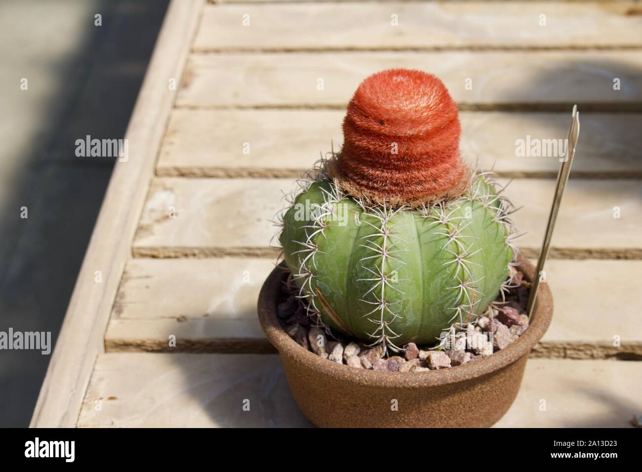 Unique succulents hi-res stock photography and images - Alamy