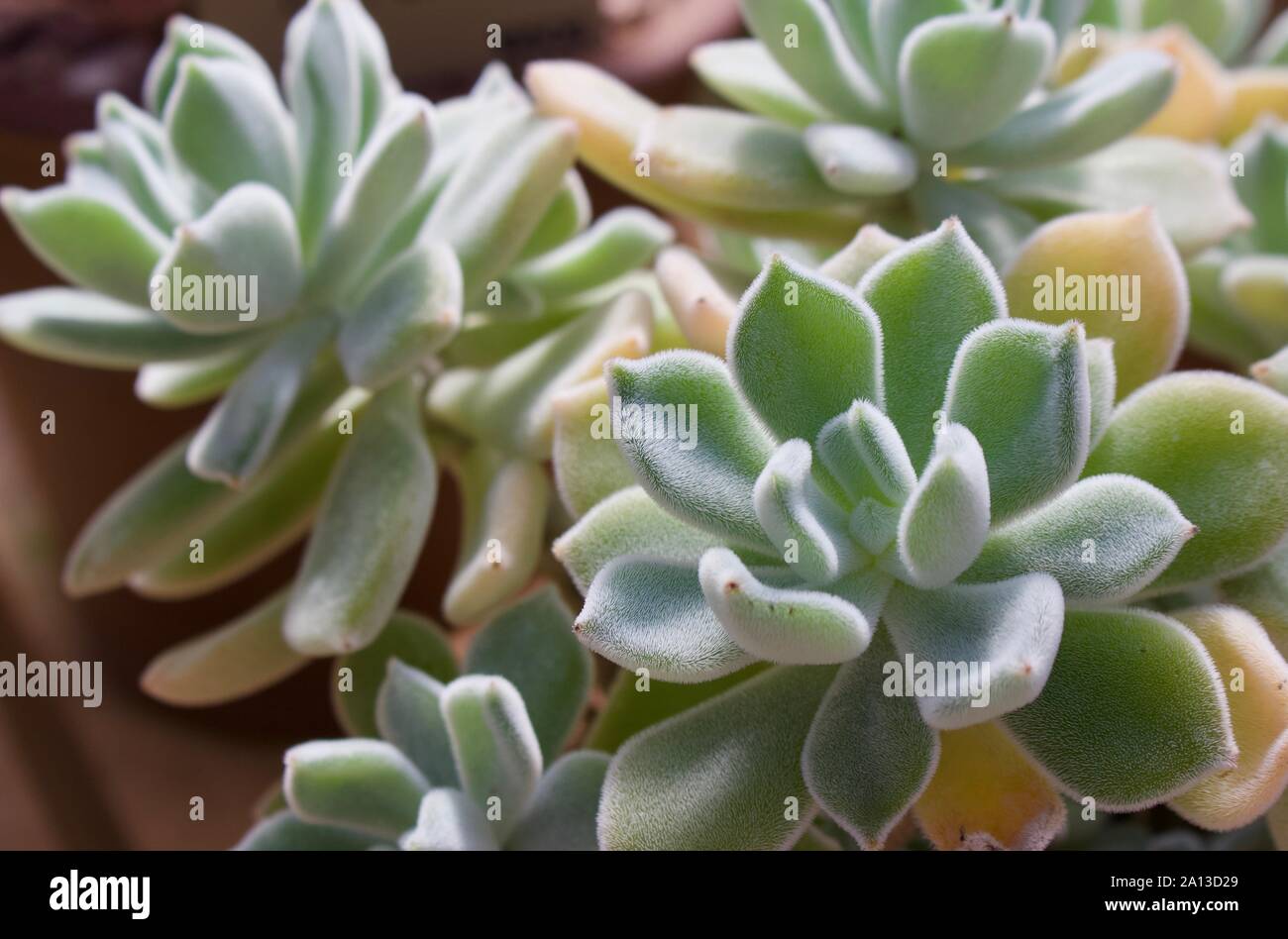 Pretty succulents hi-res stock photography and images - Alamy