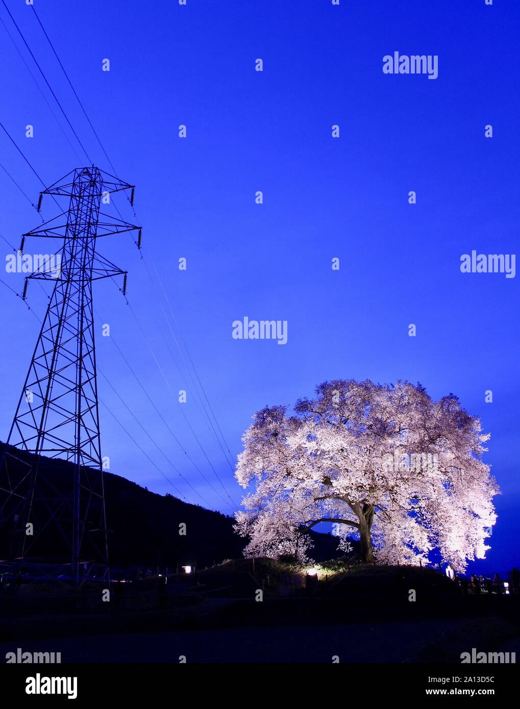 Peachflower hi-res stock photography and images - Alamy