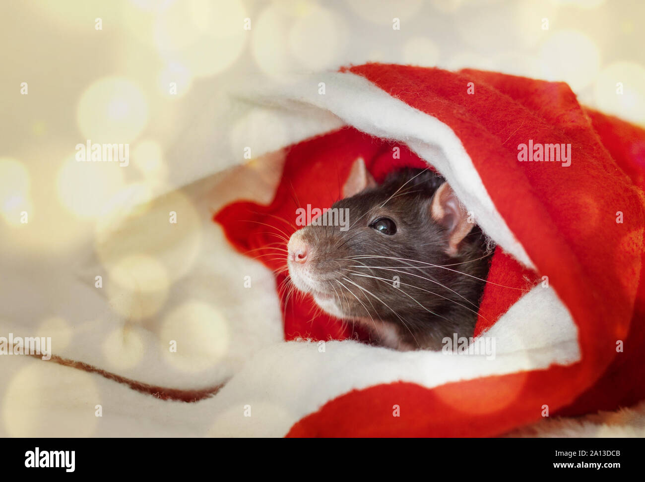 Christmas rat in red santa claus hat. New year card mouse. Symbol ...